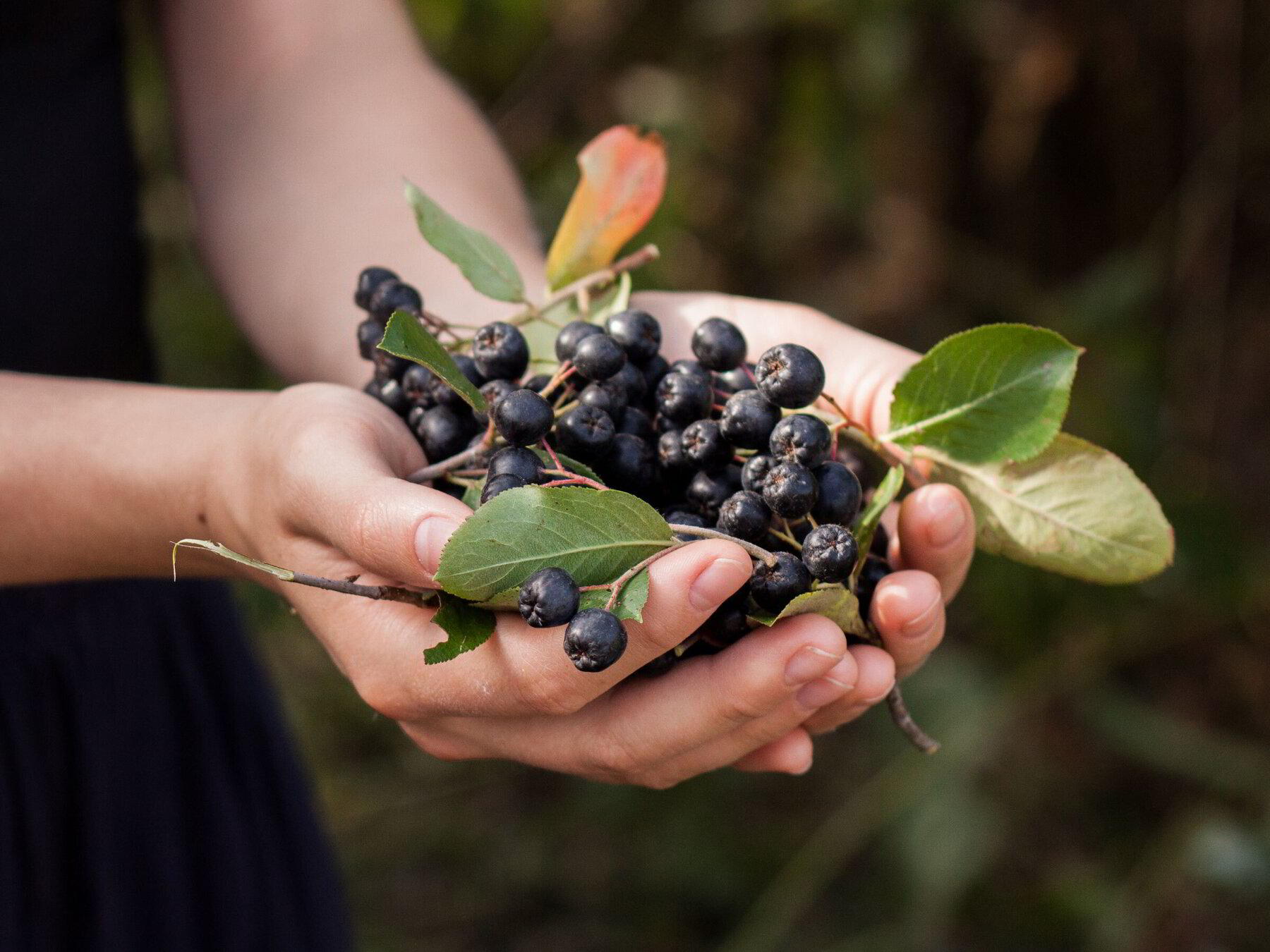 Bacca divina, Divina Aronia | NaturaSì